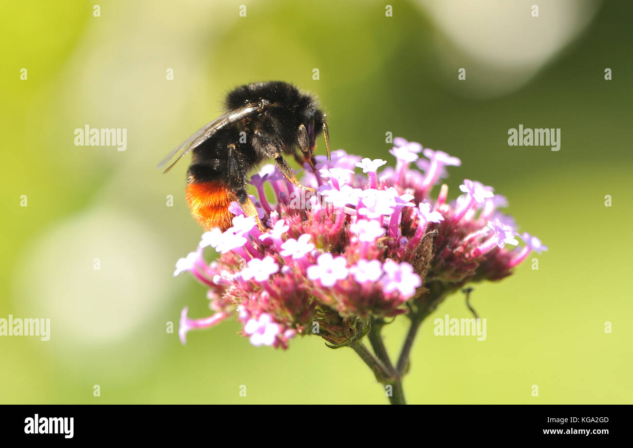 Red tailed bumblebee on flower hi-res stock photography and images - Alamy
