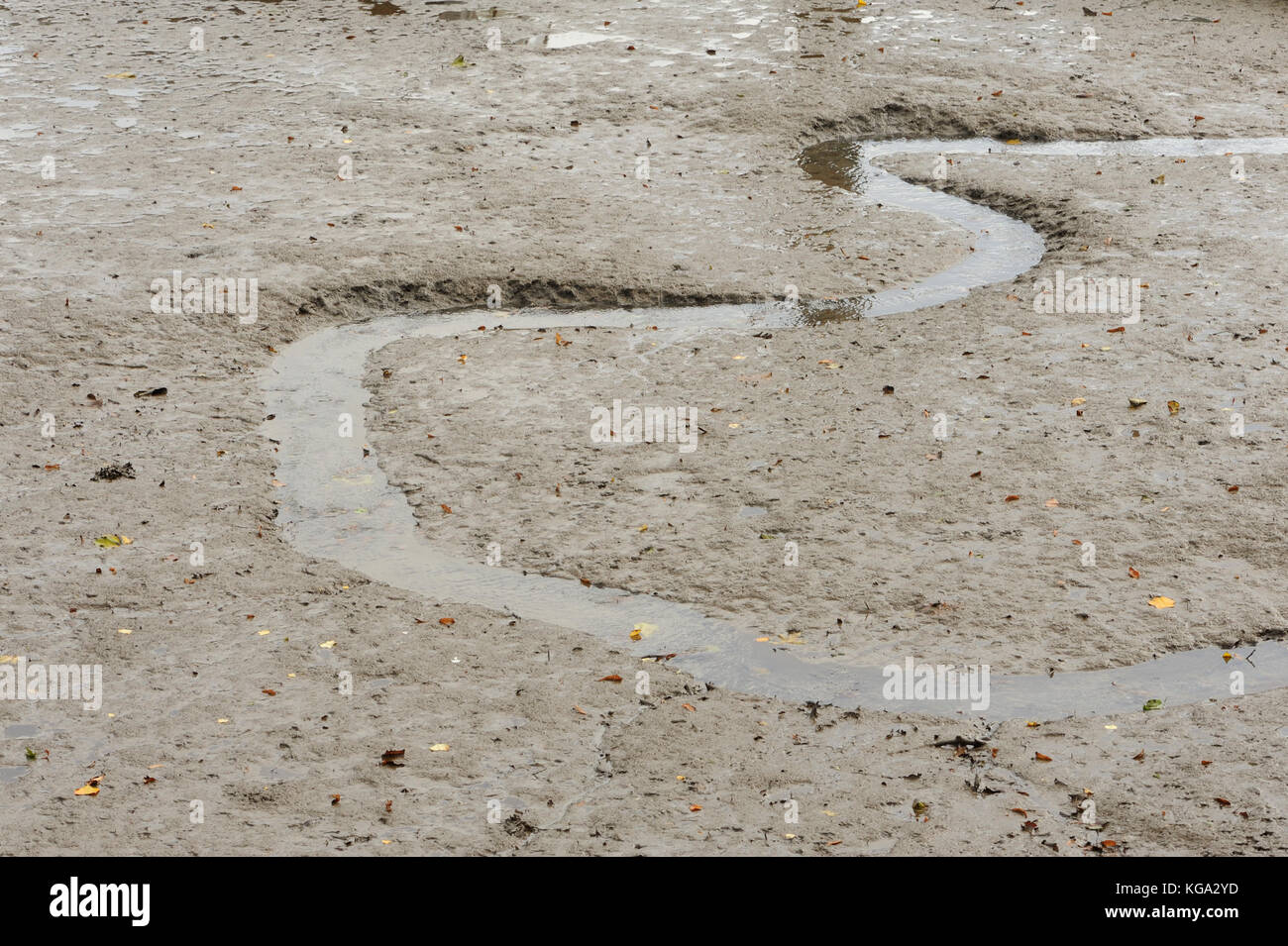 Rivulets meander through the soft silty mud of the Kingsbridge Estuary ...