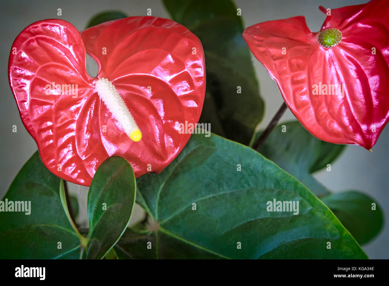 Beautiful bright red flower Stock Photo - Alamy