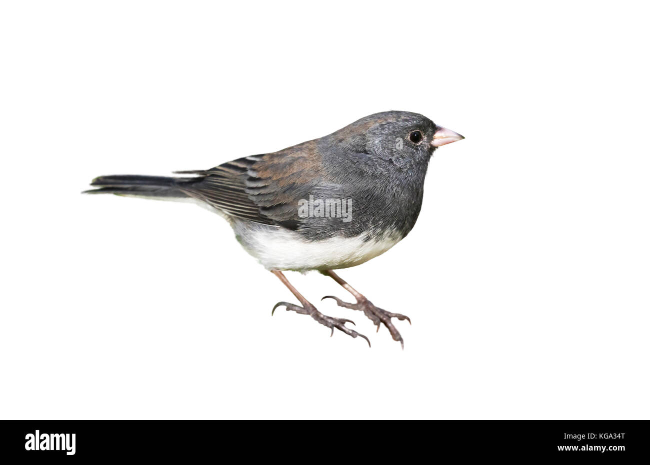 Junco dark eyed bird hi-res stock photography and images - Alamy