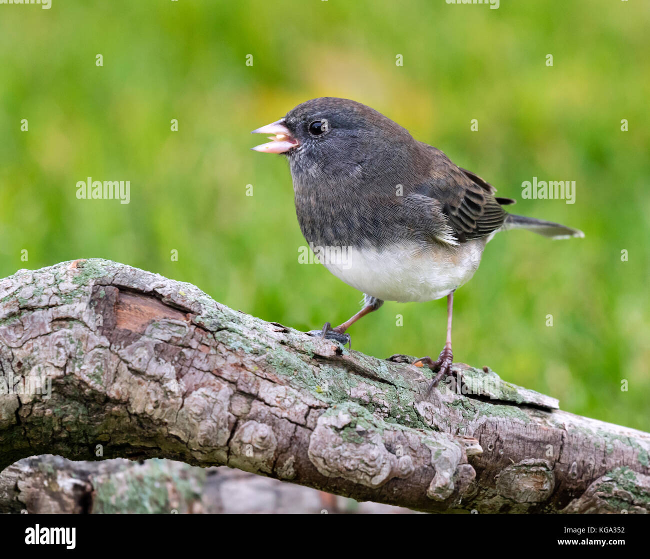 Junco dark eyed bird hi-res stock photography and images - Alamy