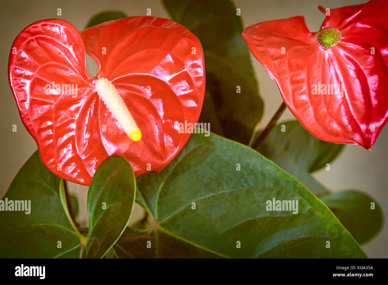 Beautiful bright red flower Stock Photo - Alamy
