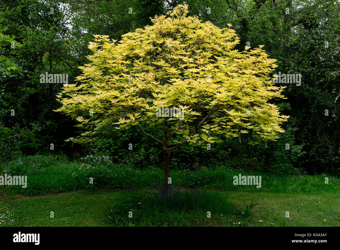 acer pseudoplatanus brilliantissimum, pink sycamore, acers ,tree, trees ...