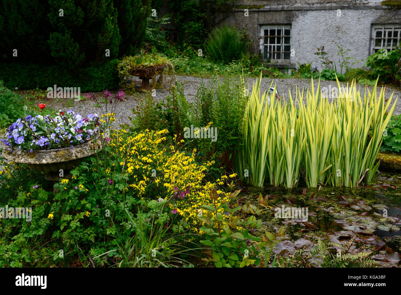 Iris ensata Variegata,Variegated Japanese Water Iris, pond, pool, water ...
