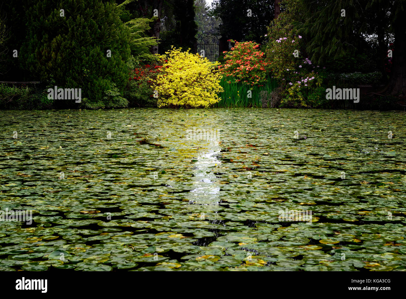 Altamont Gardens, Corona North, lake, pond, water feature, carlow ...