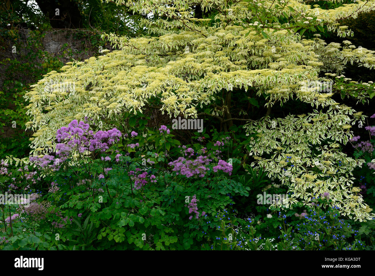 Cornus controversa variegata wedding cake tree hi-res stock photography ...