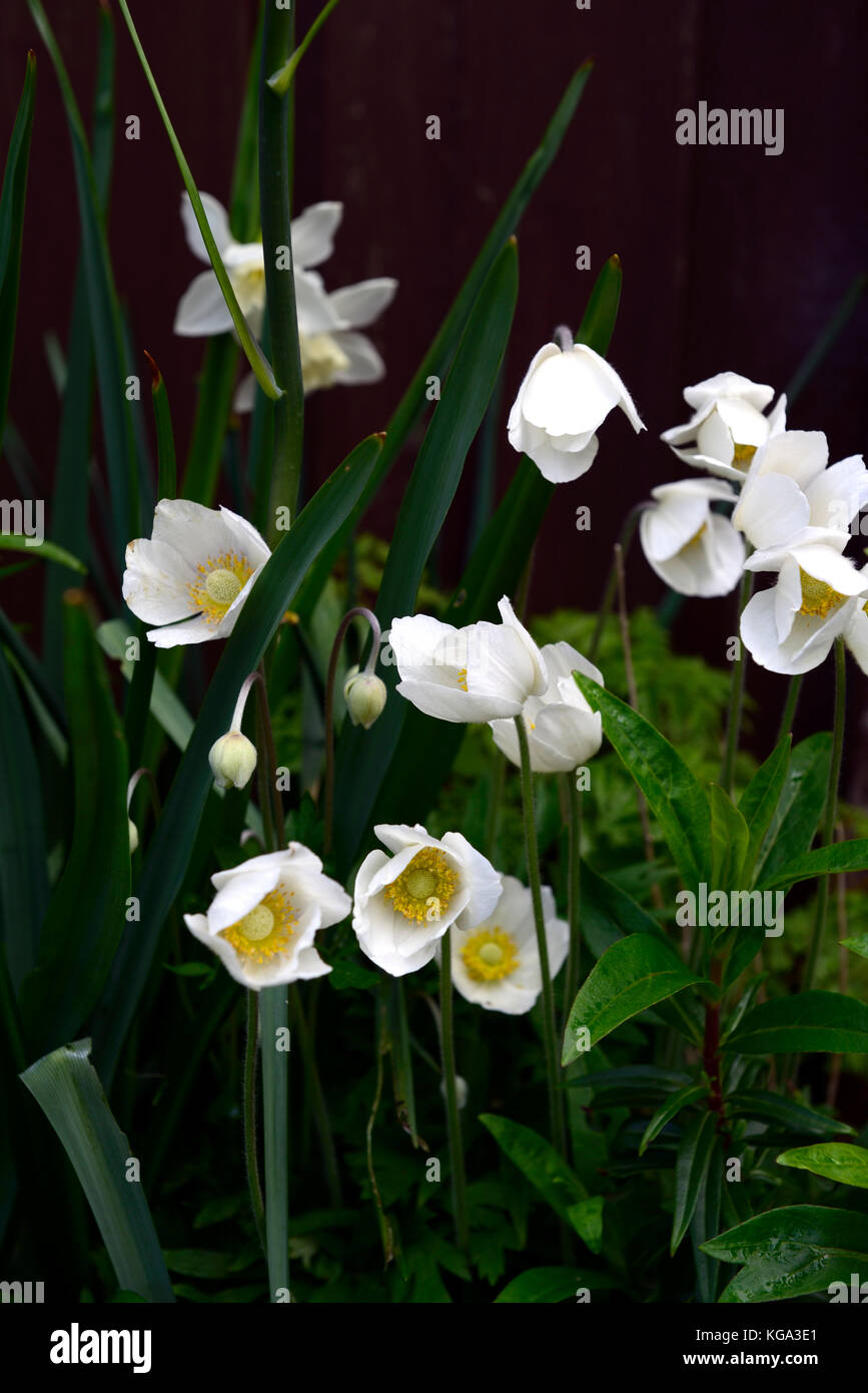 Anemone sylvestris, Snowdrop Anemone, flowers, blossom, white,flowering ...