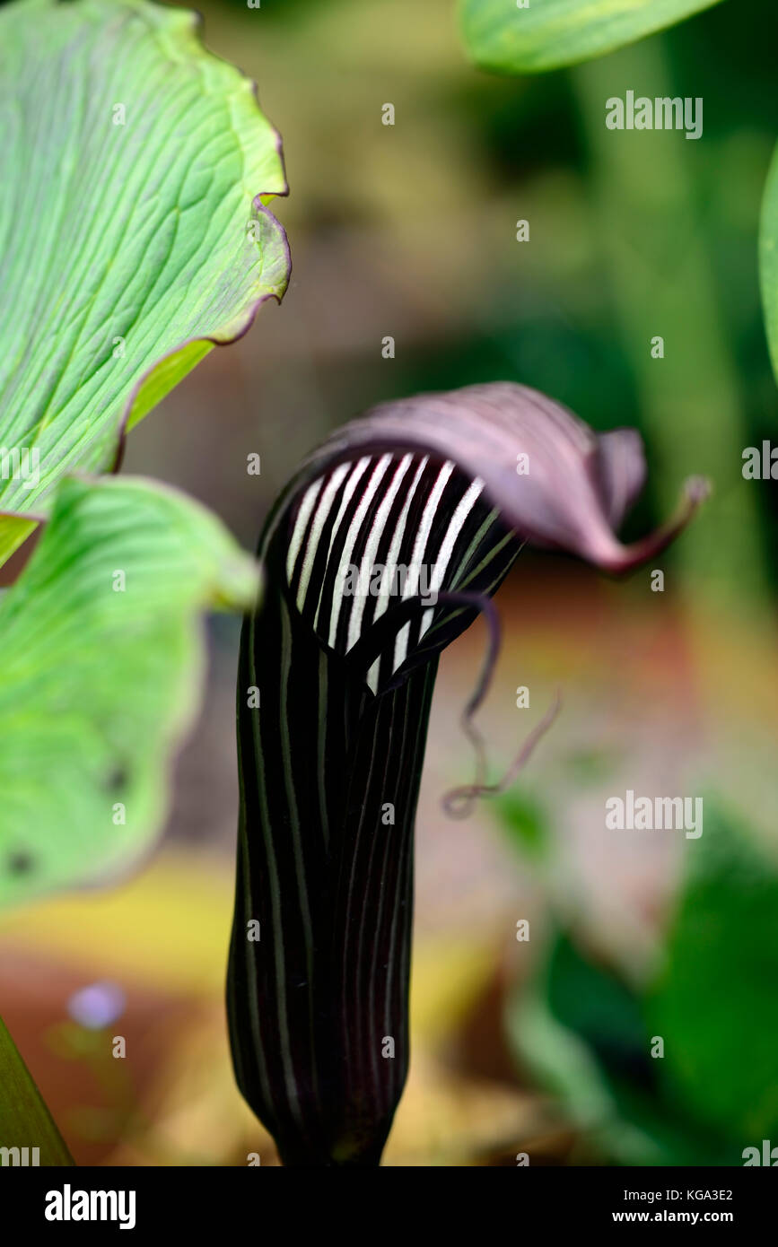 Arisaema costatum, cobra lily, aroid, purple ,brown, white ,stripes ...