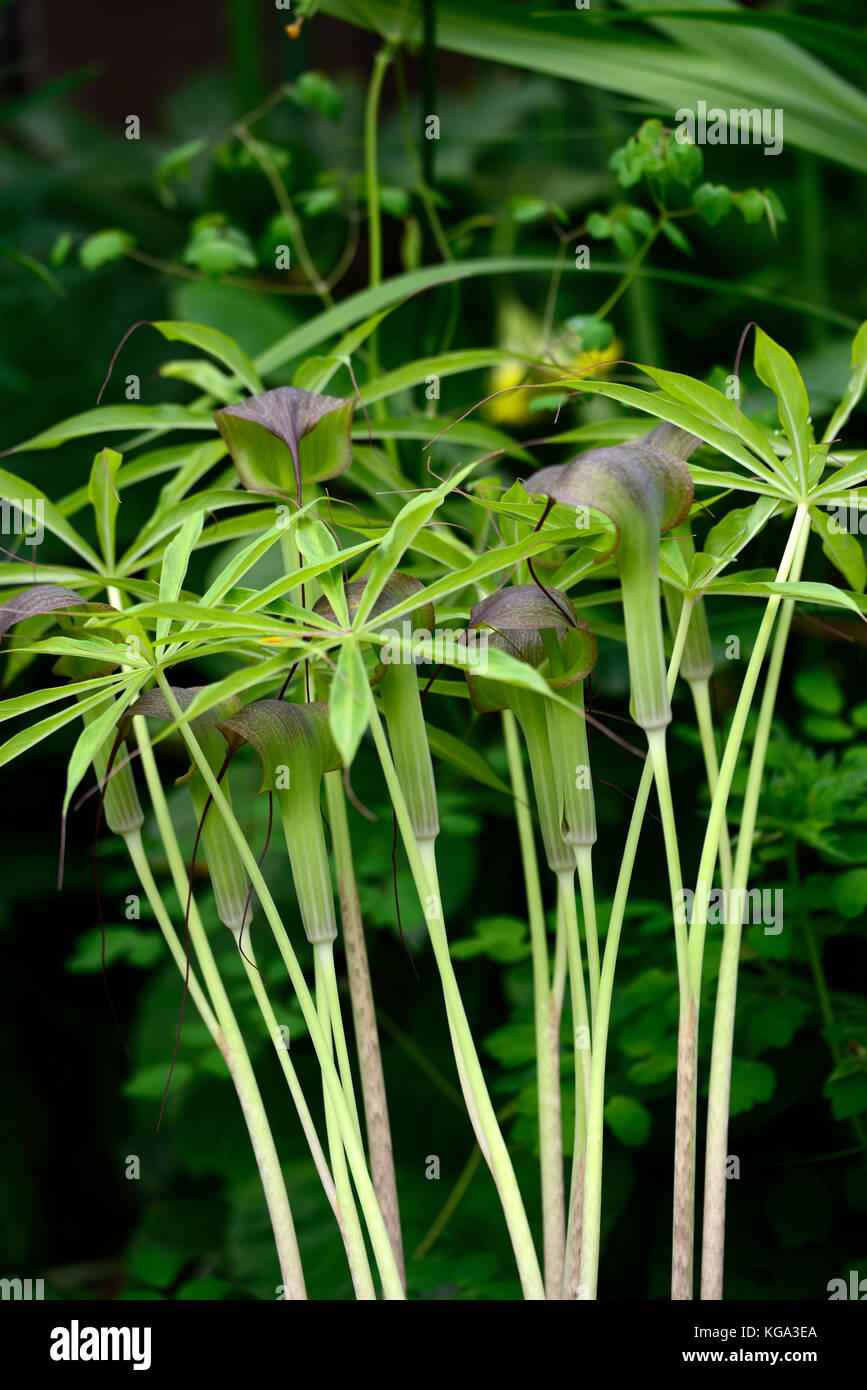 Arisaema consanguineum, Araceae, Cobra Lily, Jack in the Pulpit,spathe ...