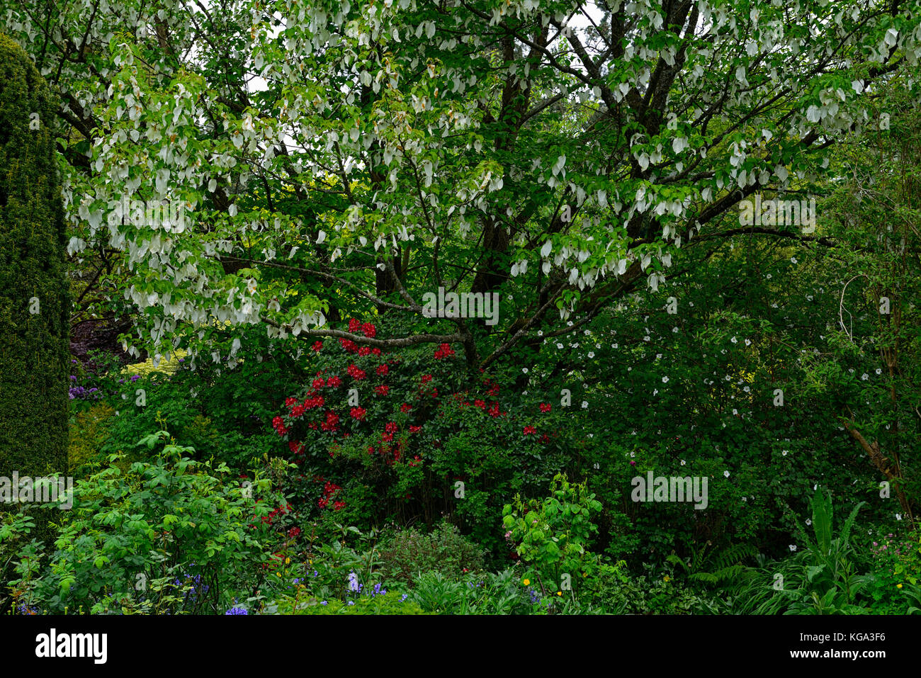Davidia involucrata, Dove-tree, Handkerchief Tree, white, red ...