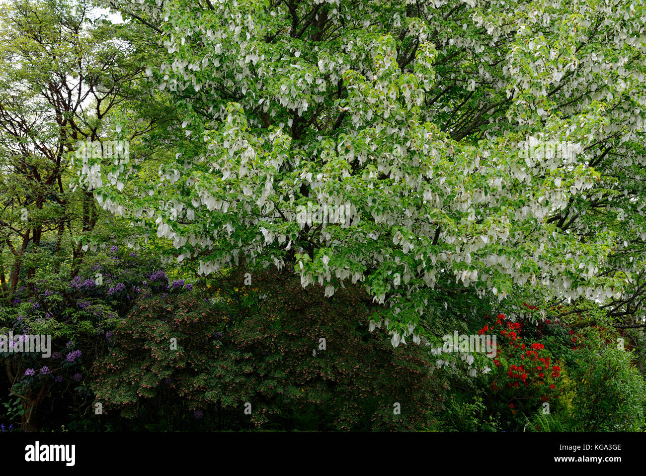 Davidia involucrata dove tree handkerchief tree hi-res stock ...