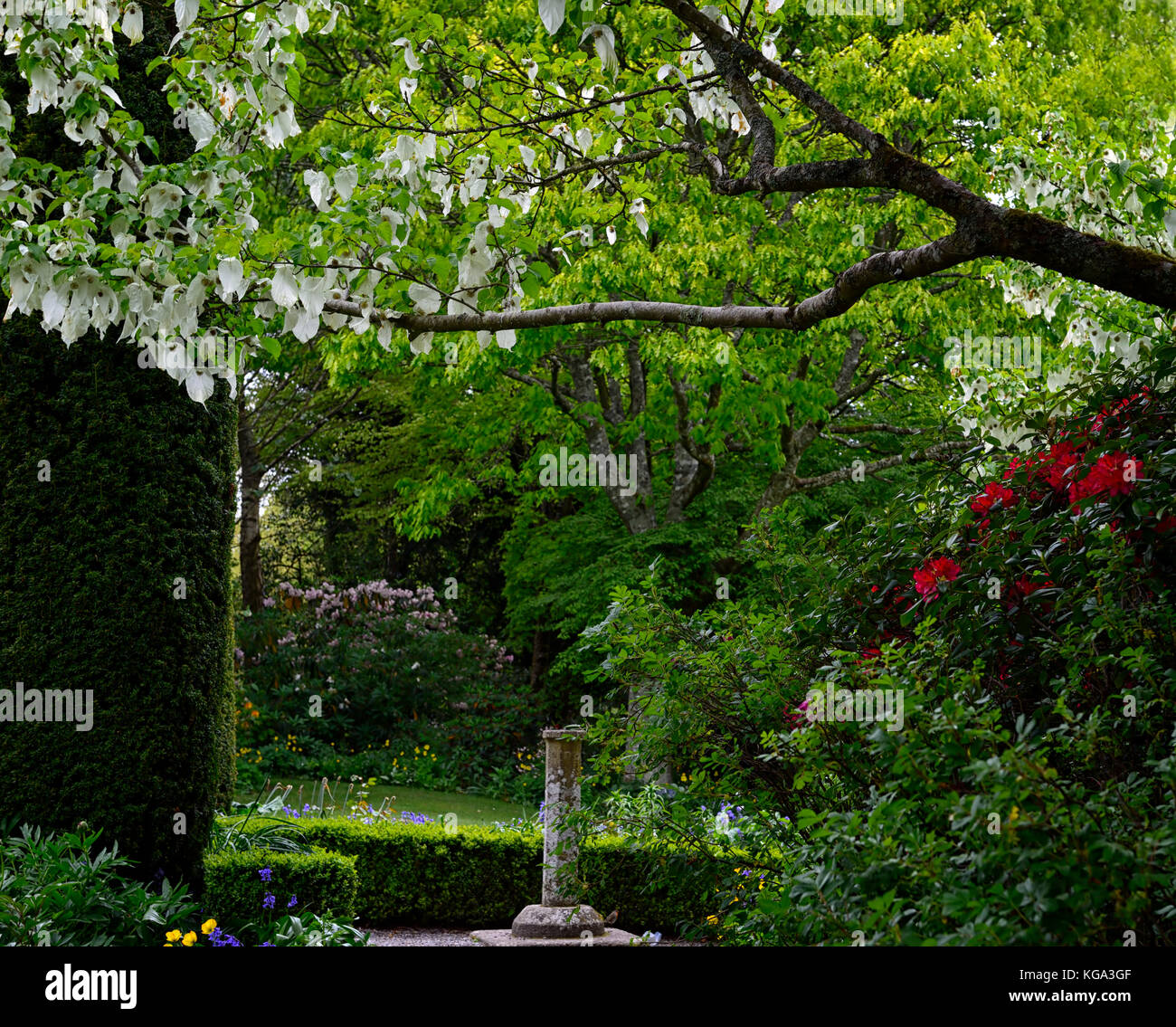 Davidia involucrata dove tree handkerchief tree hi-res stock ...