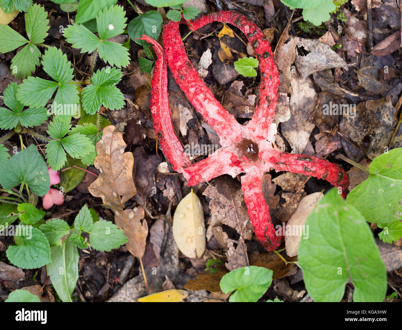 Clathrus archeri aka Lysurus archeri, Anthurus archeri, Pseudocolus ...
