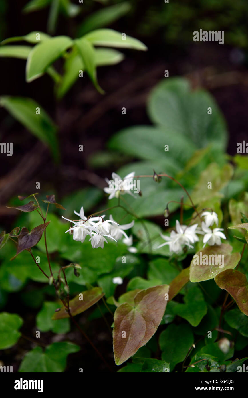 Epimedium youngianum Niveum, white, flowers, woodland, perennials ...