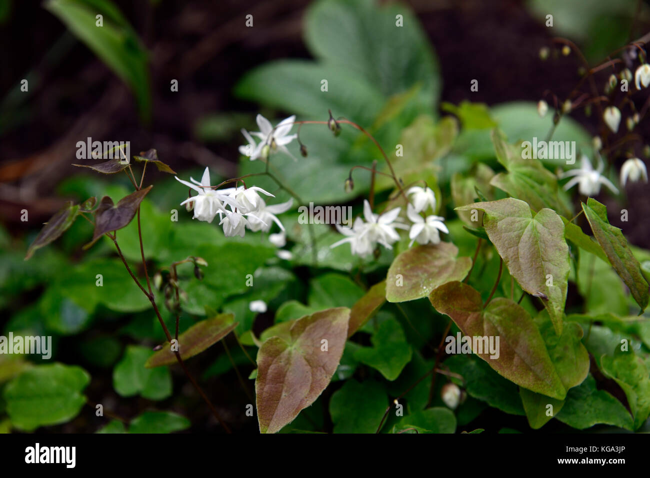 Epimedium youngianum Niveum, white, flowers, woodland, perennials ...