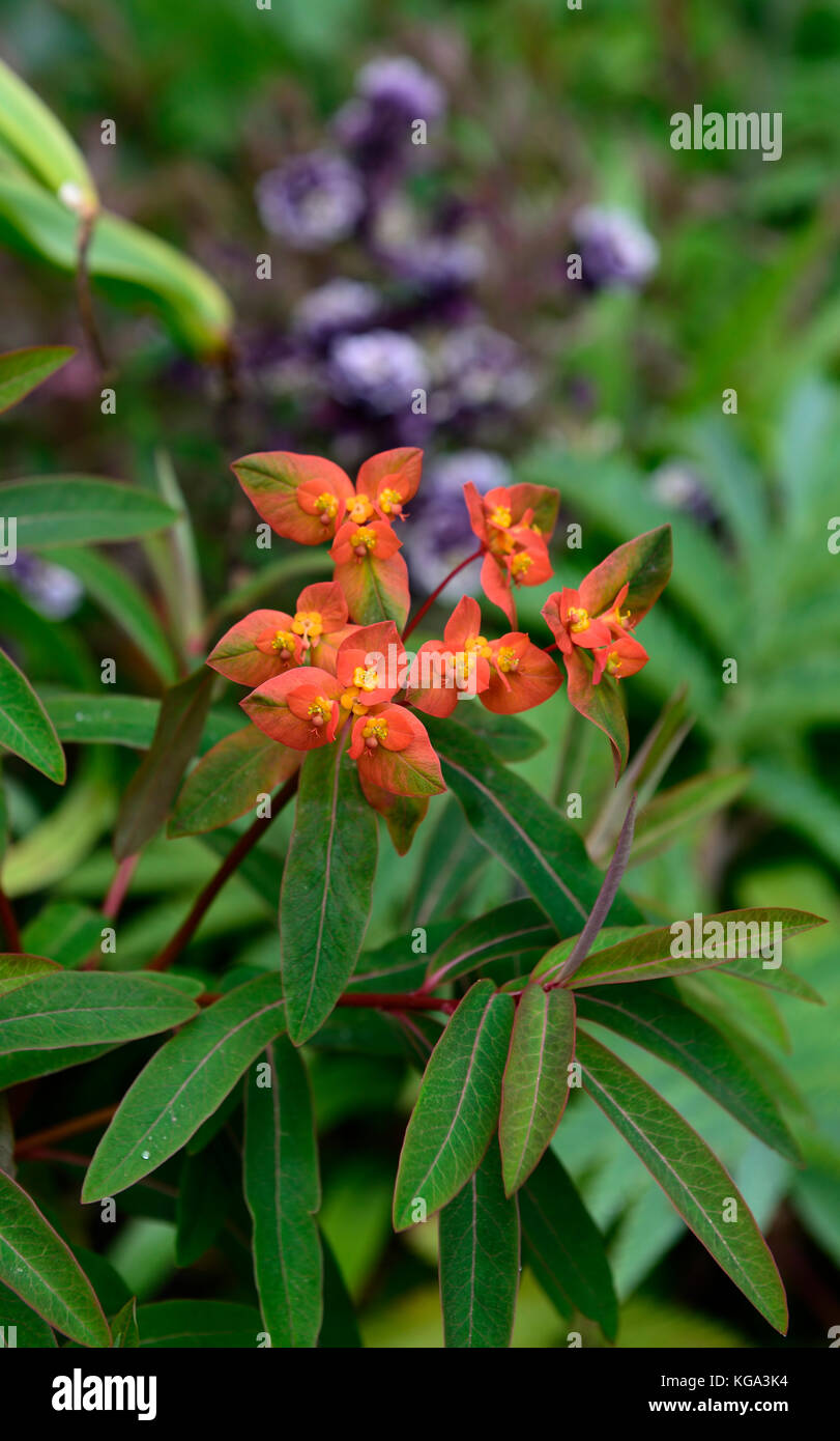 euphorbia griffithii fireglow, orange, bract, bracts,flowers, flower ...