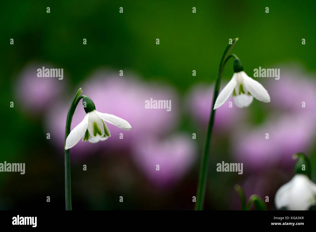 Galanthus peshmenii,species, autumn, autumnal, fall, flower, flowers ...