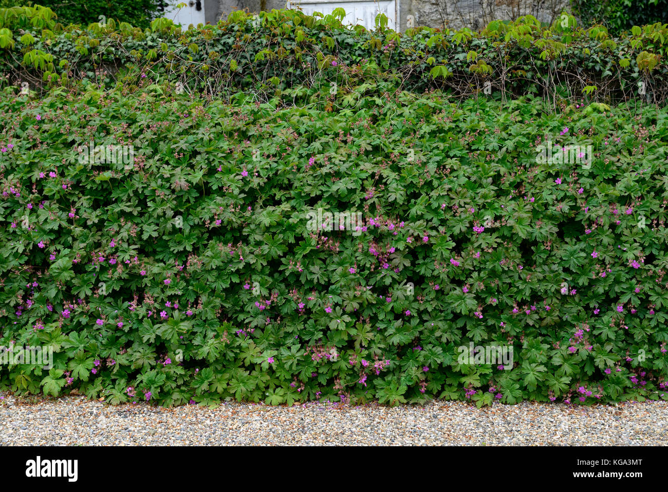 geranium macrorrhizum, hedge,rock cranesbill ,geranium, geraniums,pink ...
