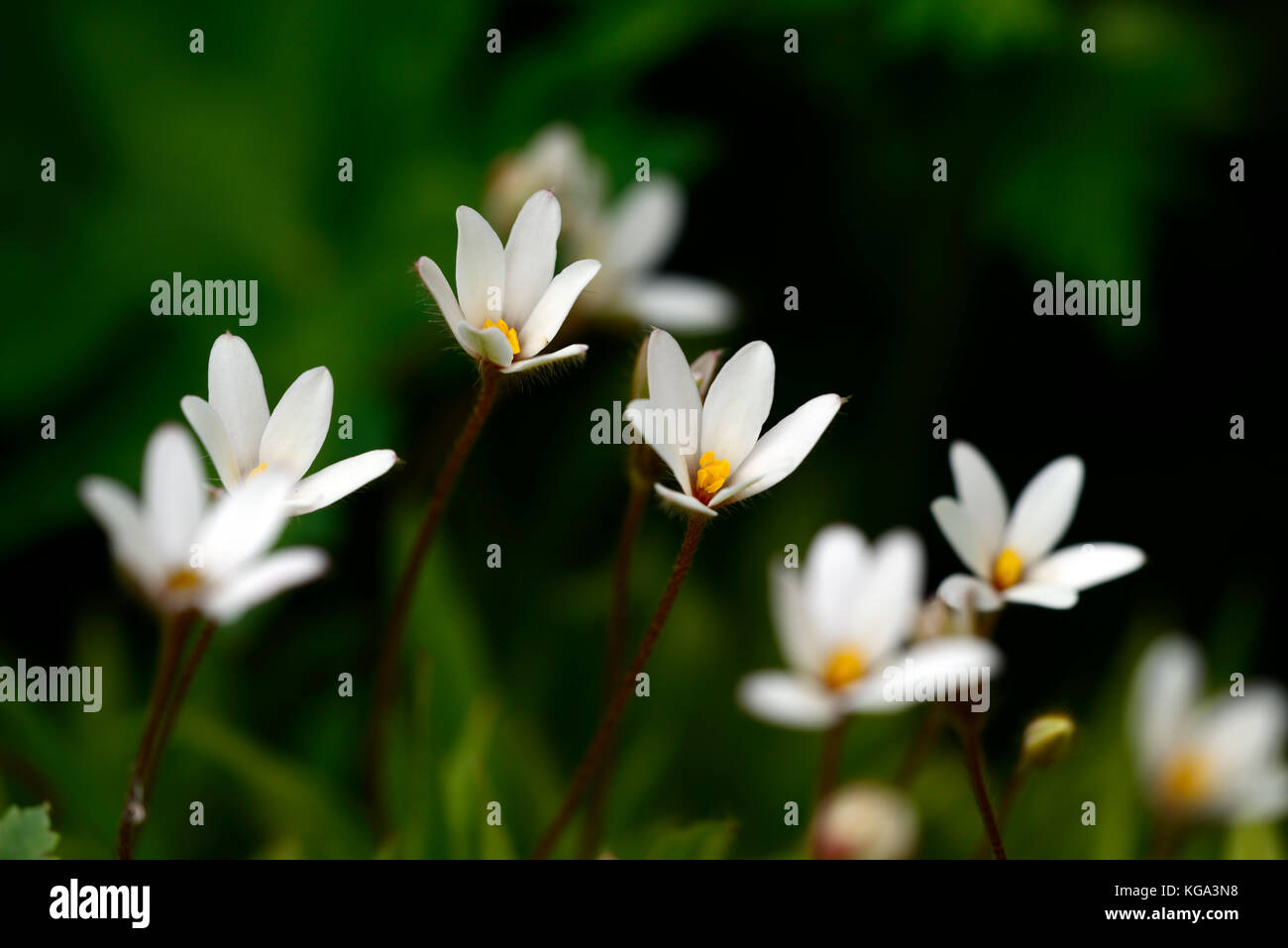 Hypoxis x rhodohypoxis hybrida baurii biscuit, Hypoxis x rhodohypoxis ...