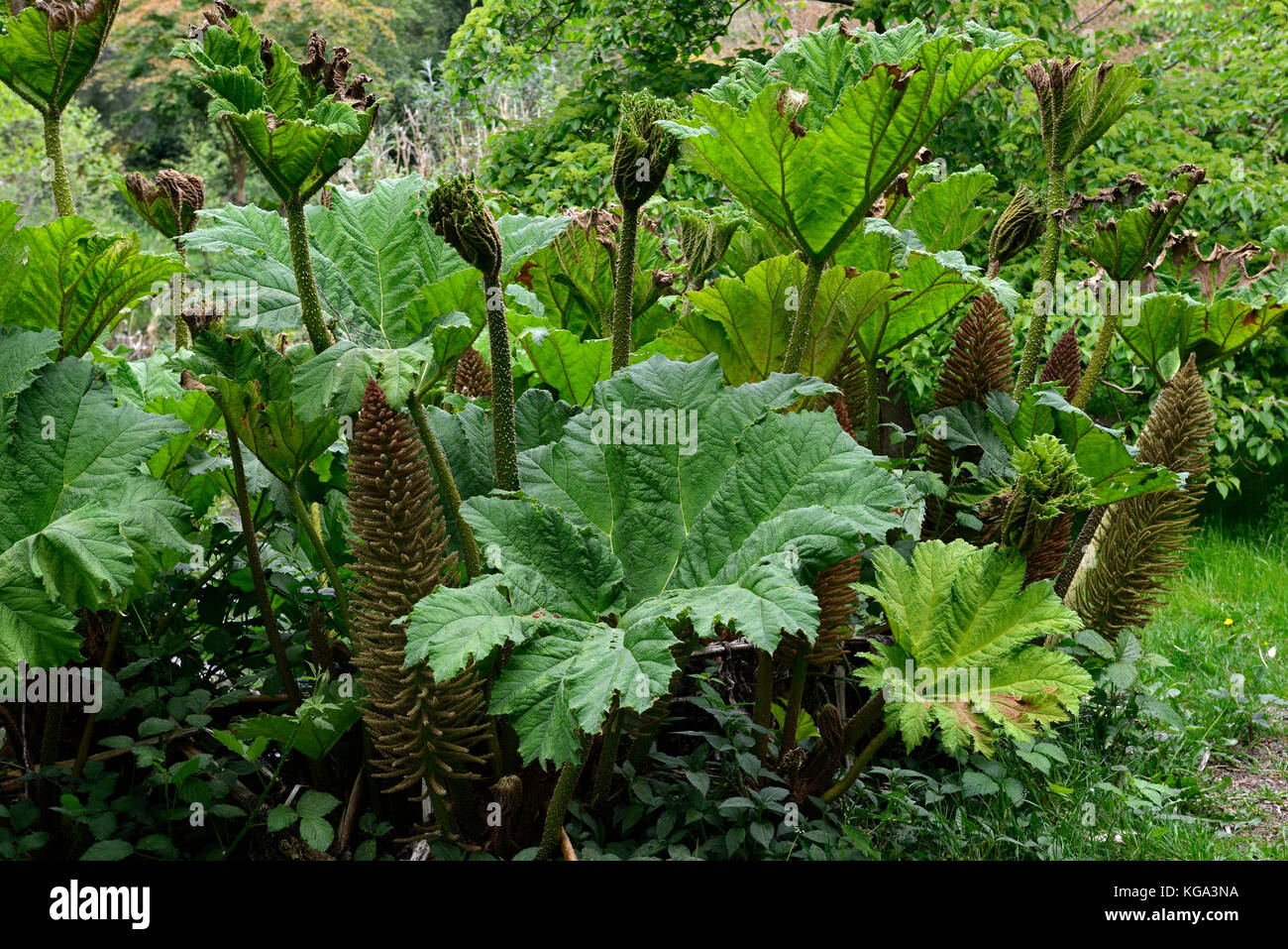 Gunnera Tinctoria, giant rhubarb, leaf, leaves, foliage,water loving ...