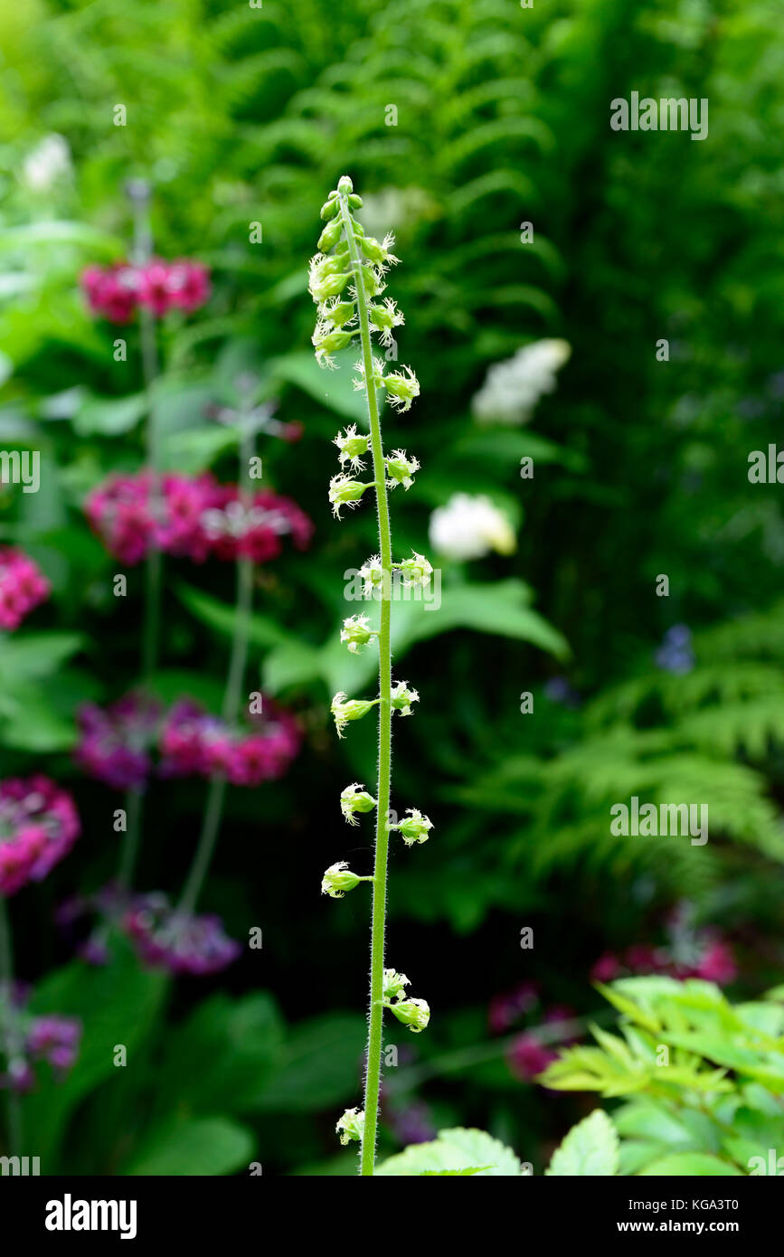 Mitella diphylla, flower, flowers, spike, spring, shade, garden,shady ...