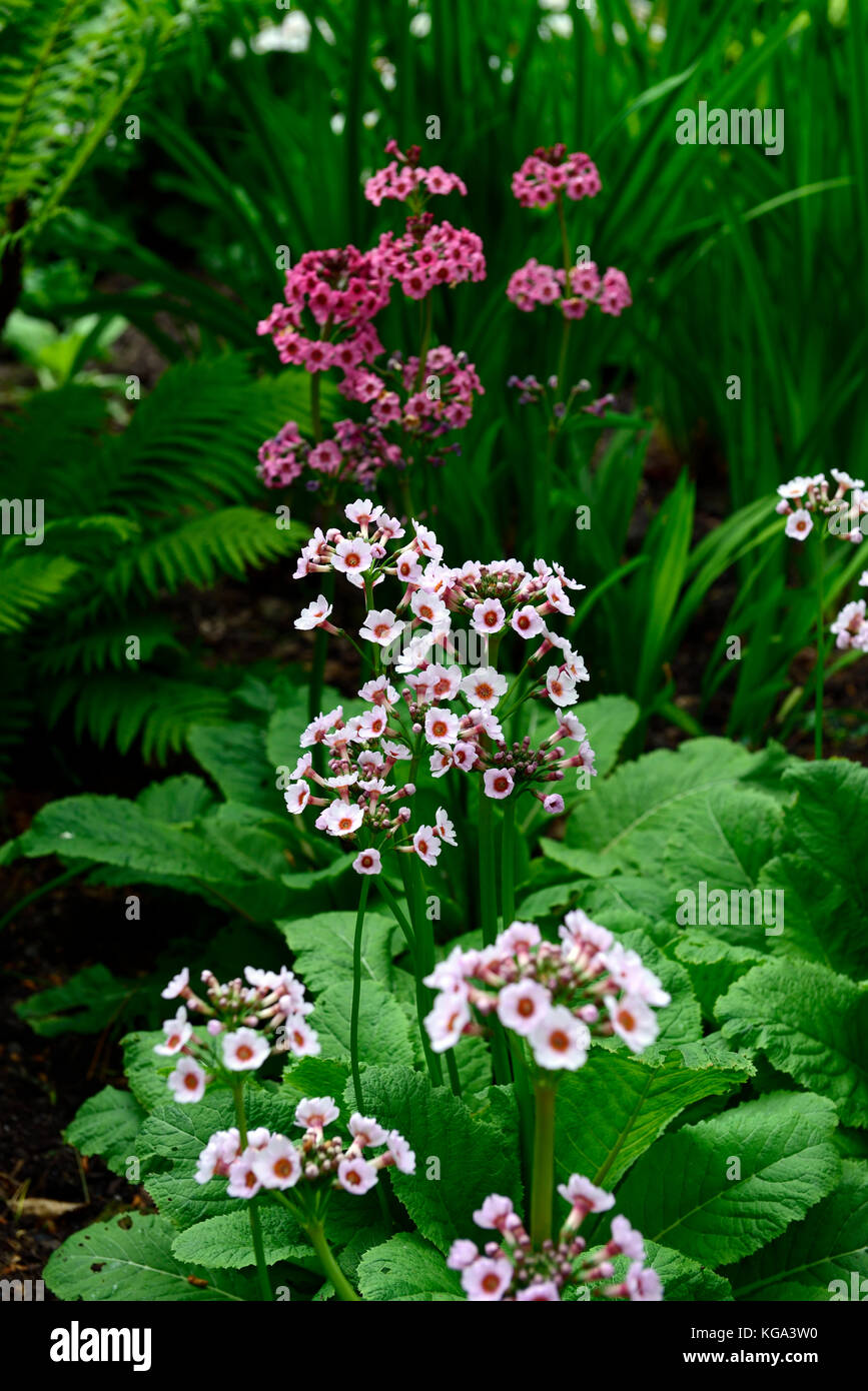 primula japonica, matteuccia struthiopteris, japanese primrose ...