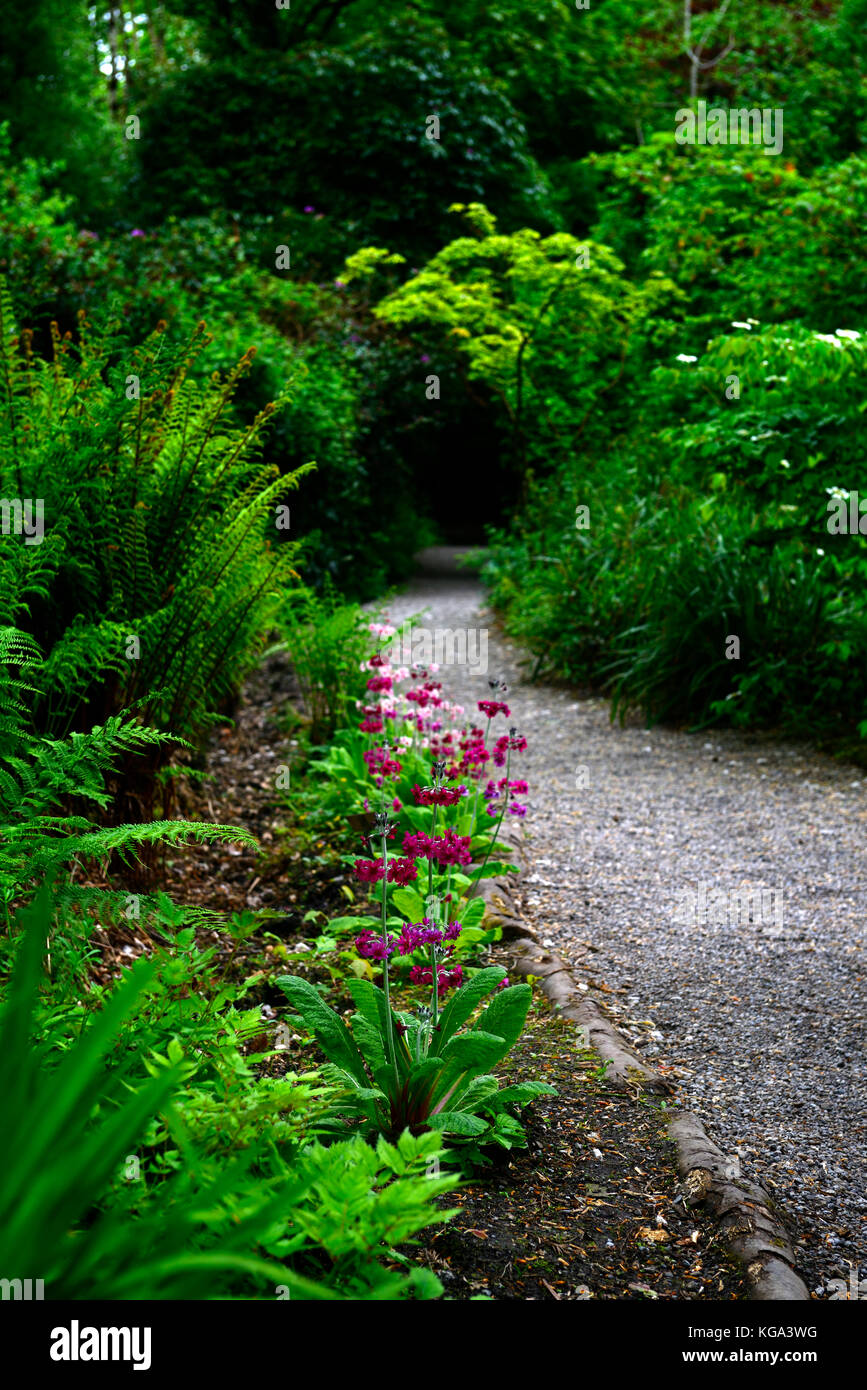 primula japonica millers crimson, matteuccia struthiopteris, japanese ...