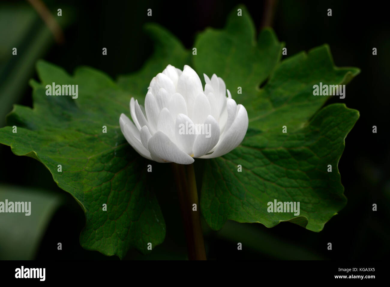 sanguinaria canadensis multiplex, bloodroot, white, flowers, flower ...