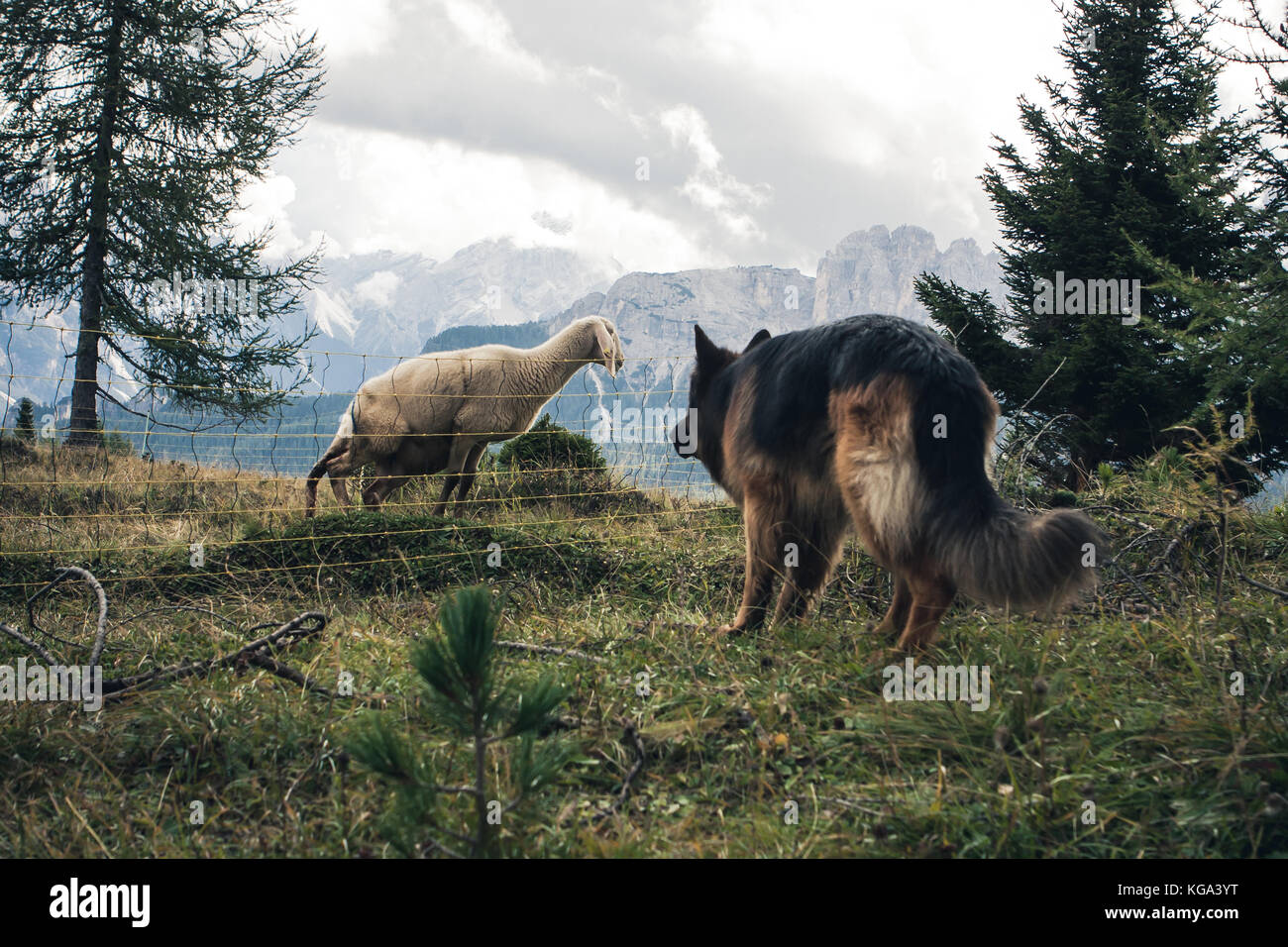 Shepherdess with dog and herd hi-res stock photography and images - Alamy