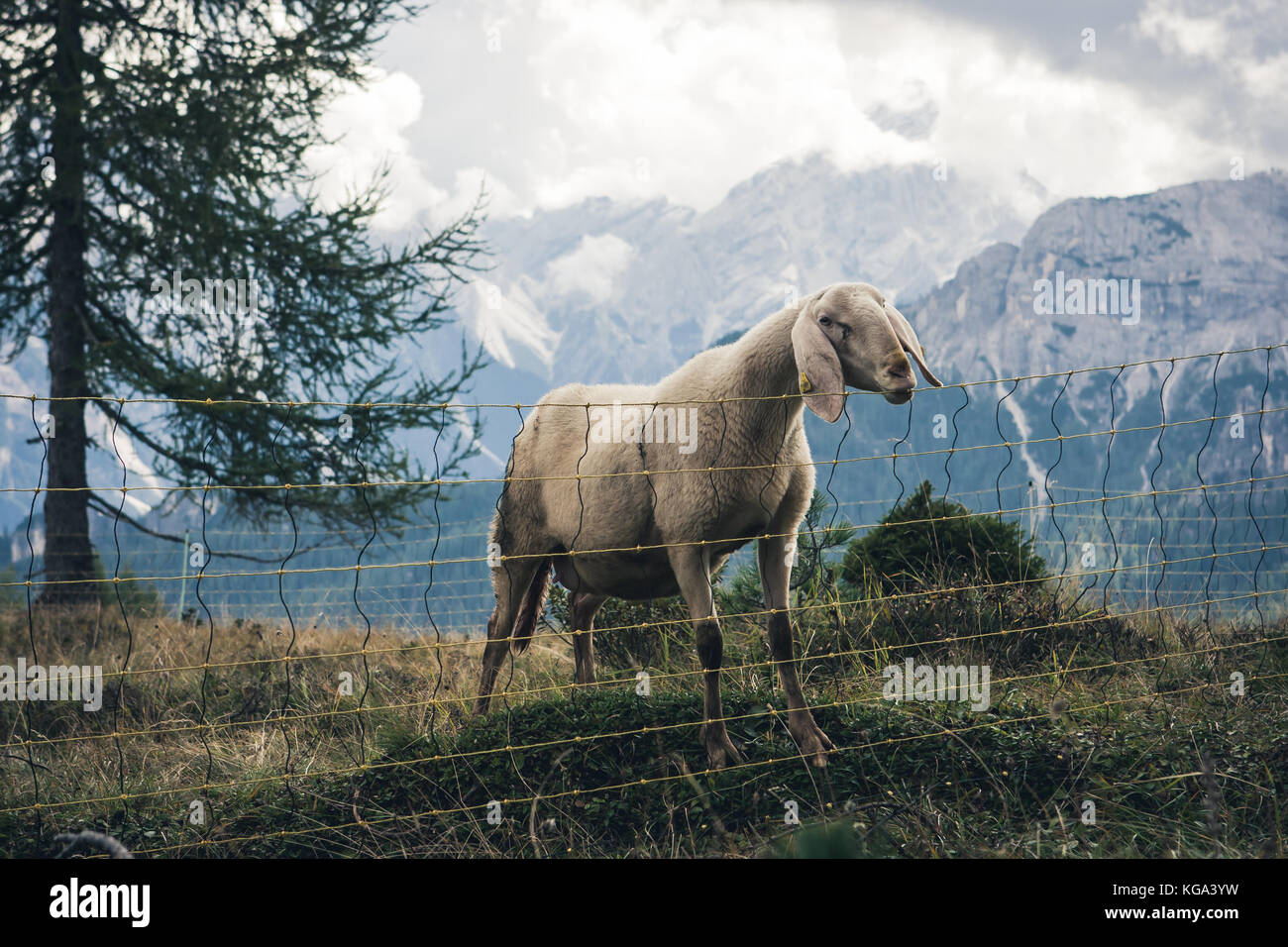 Sheep dolomites italy hi-res stock photography and images - Alamy
