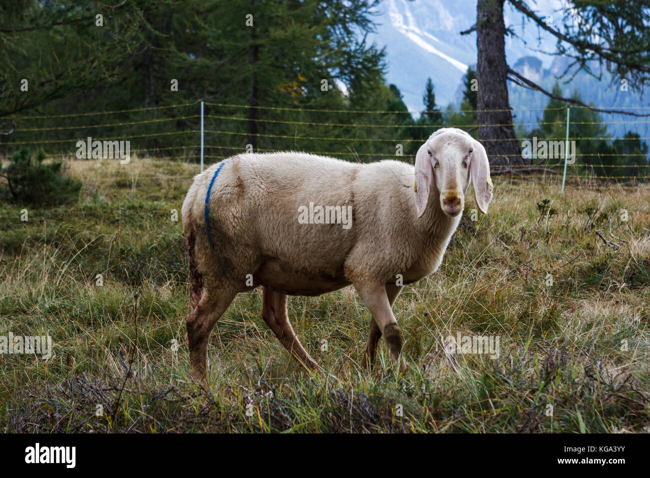 Sheep in Cortina D'Ampezzo, Dolomites, Italy Stock Photo - Alamy