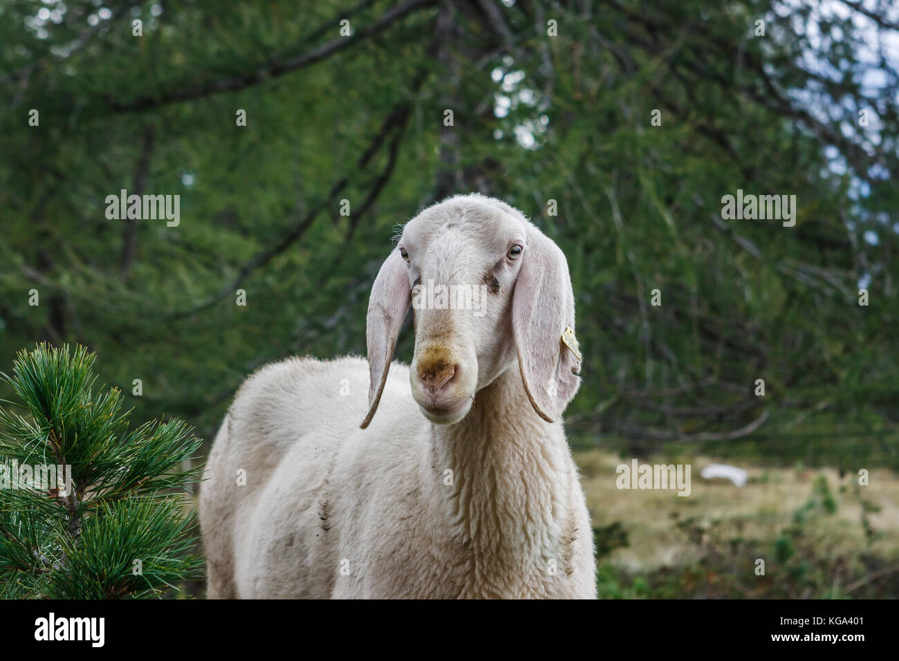 Sheep in Cortina D'Ampezzo, Dolomites, Italy Stock Photo - Alamy