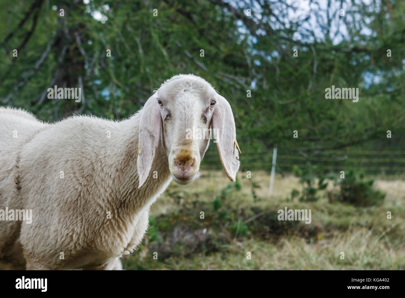 Sheep in Cortina D'Ampezzo, Dolomites, Italy Stock Photo - Alamy