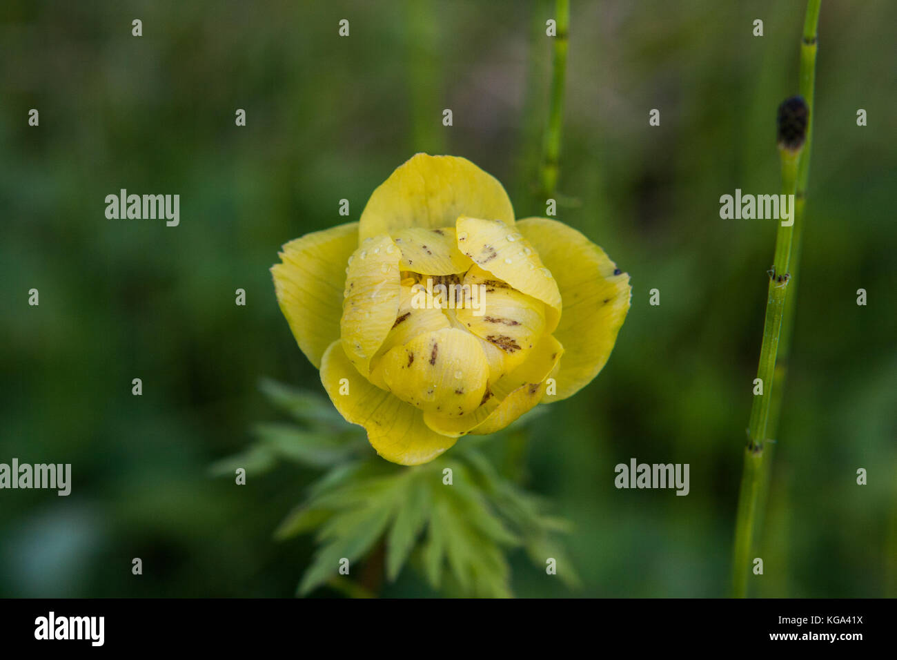 Trollius dolomites hi-res stock photography and images - Alamy