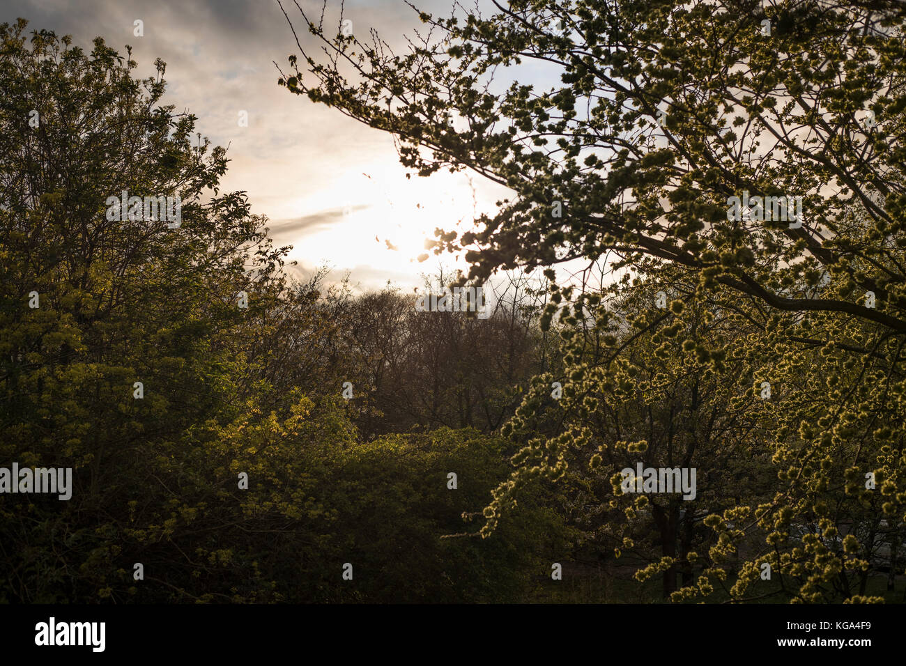 Bushs and trees hi-res stock photography and images - Alamy