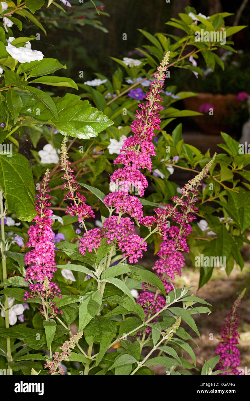 Magenta red spikes of perfumed flowers of garden shrub Buddleia ...