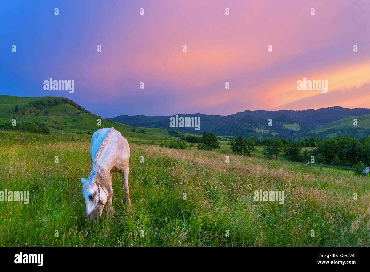 Horse in the Carpathian Mountains Stock Photo - Alamy