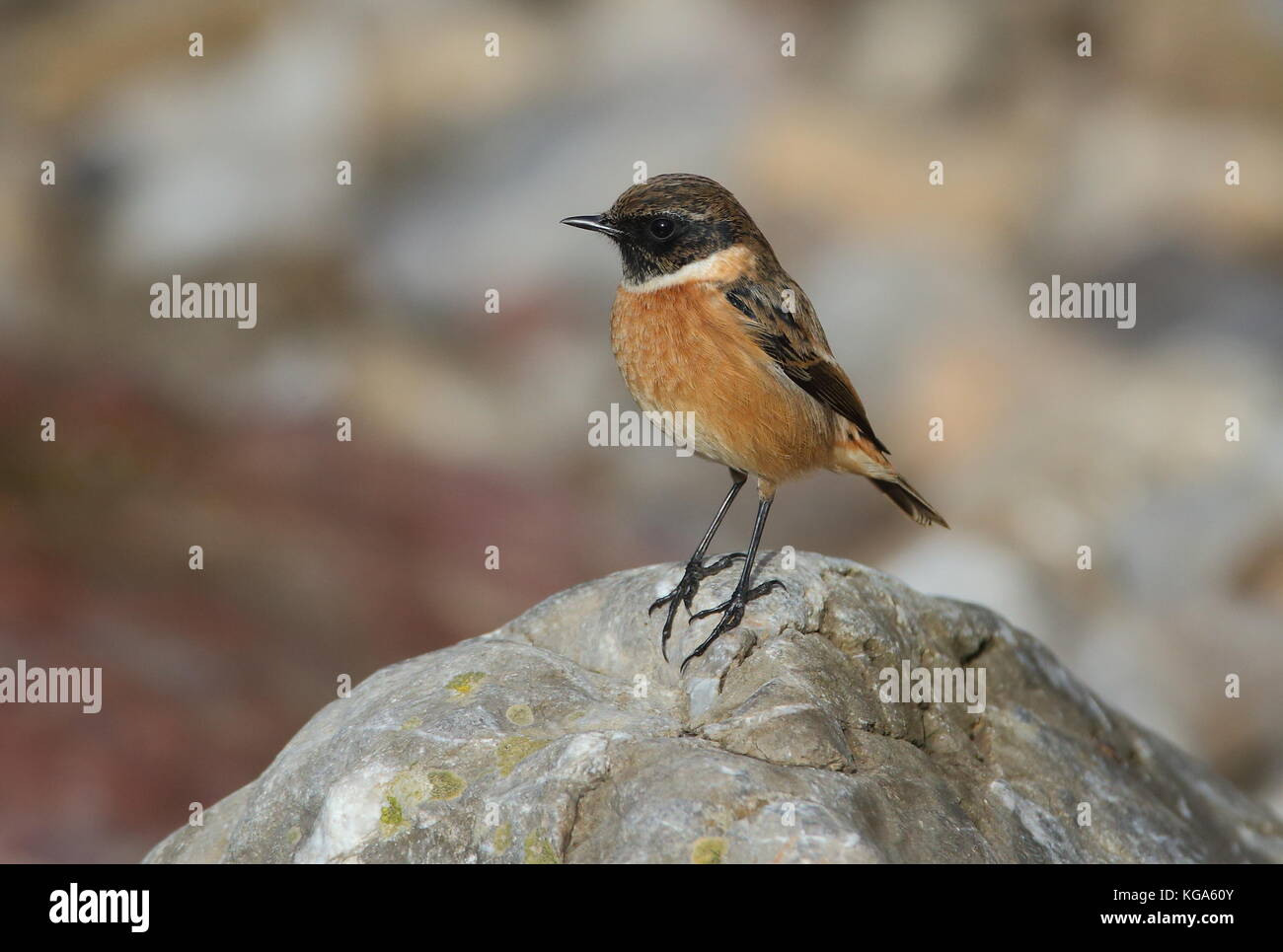 Male chat hi-res stock photography and images - Alamy