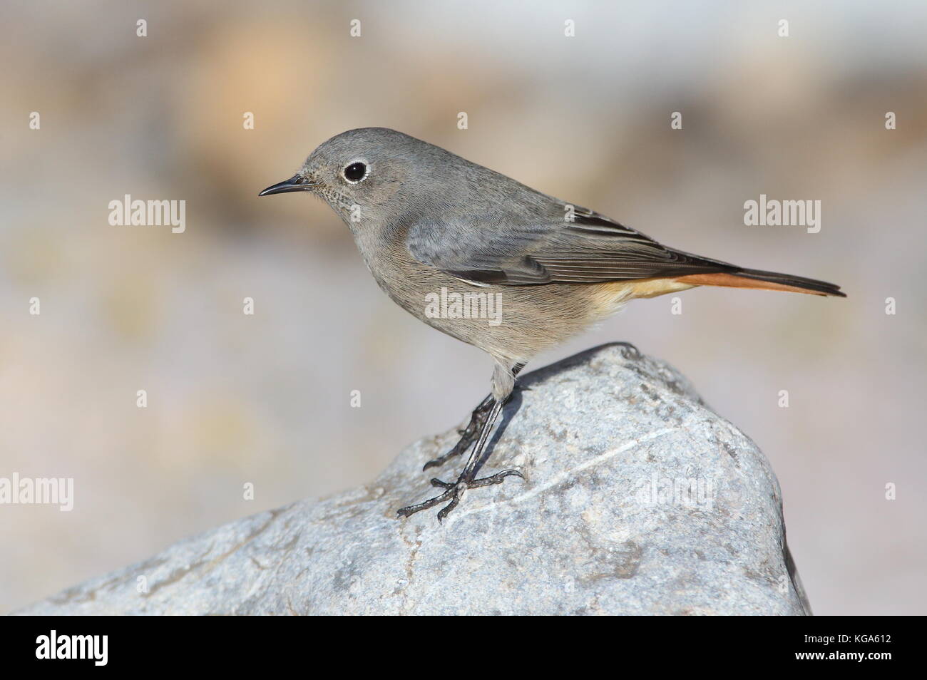Female black redstart hi-res stock photography and images - Alamy