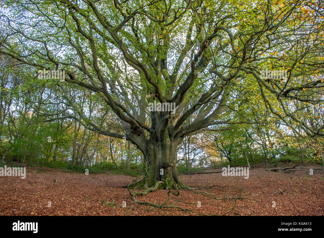 The eldest tree in Clent Hills in Worcestershire (beech tree), England ...
