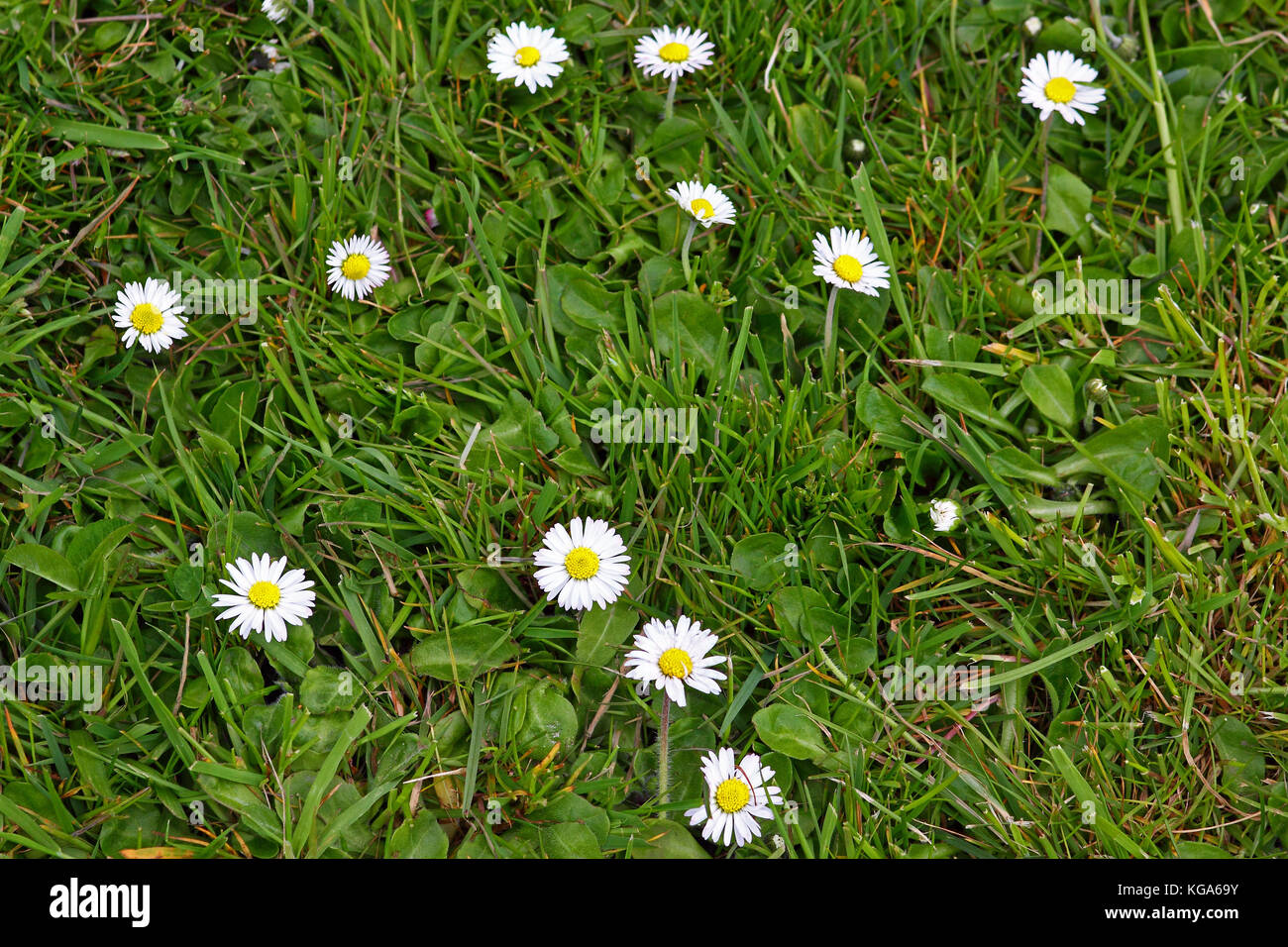 Daisies on a grass lawn in summer Stock Photo - Alamy