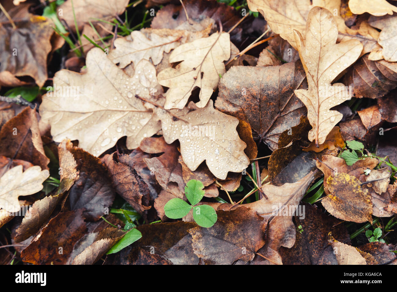 Dry fallen autumn leaves lay on the ground, oak and clover, natural ...