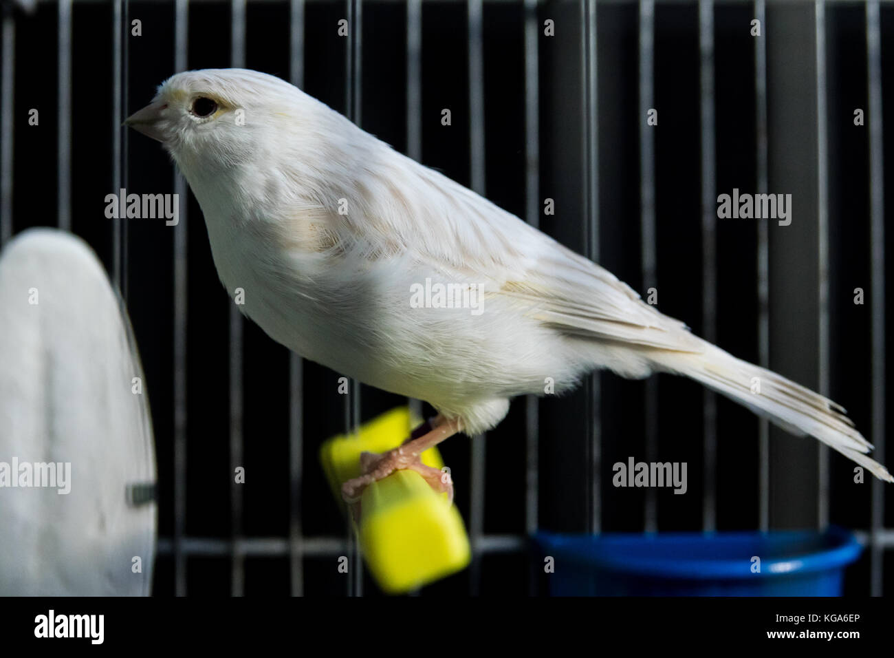 Canary white eye hi-res stock photography and images - Alamy
