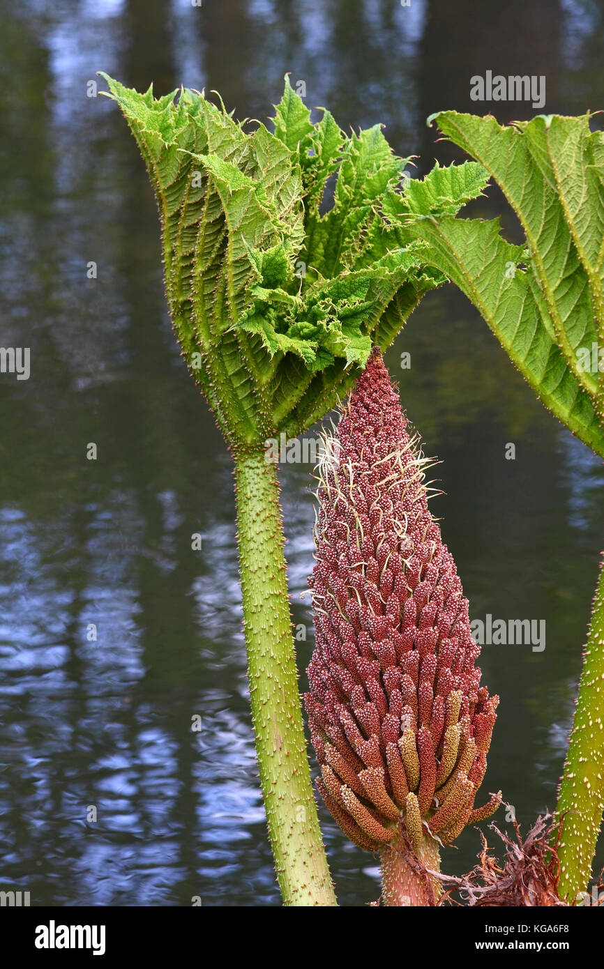 Gunnera manicata plant more commonly known as Giant Rhubarb plant Stock ...