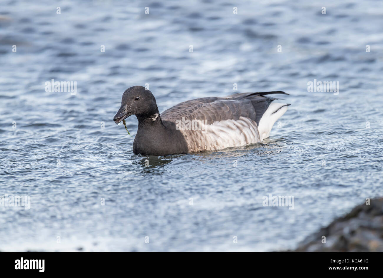 Brent goose in the sea, close up Stock Photo - Alamy