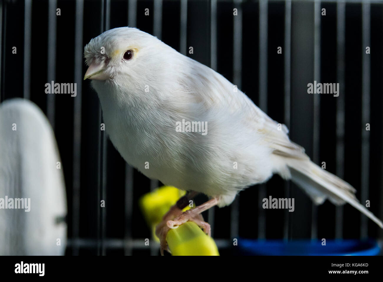beautiful white Canary in a cage Stock Photo - Alamy