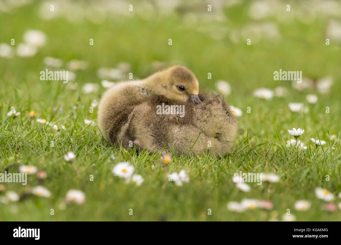 Sleeping gosling hi-res stock photography and images - Alamy