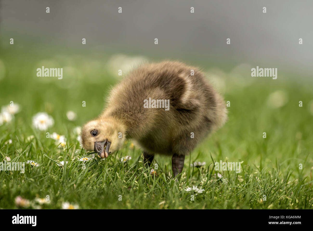 Gosling on the grass, close up Stock Photo - Alamy