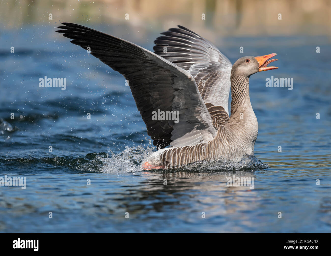 Greylag goose displaying on a Scottish loch Stock Photo - Alamy