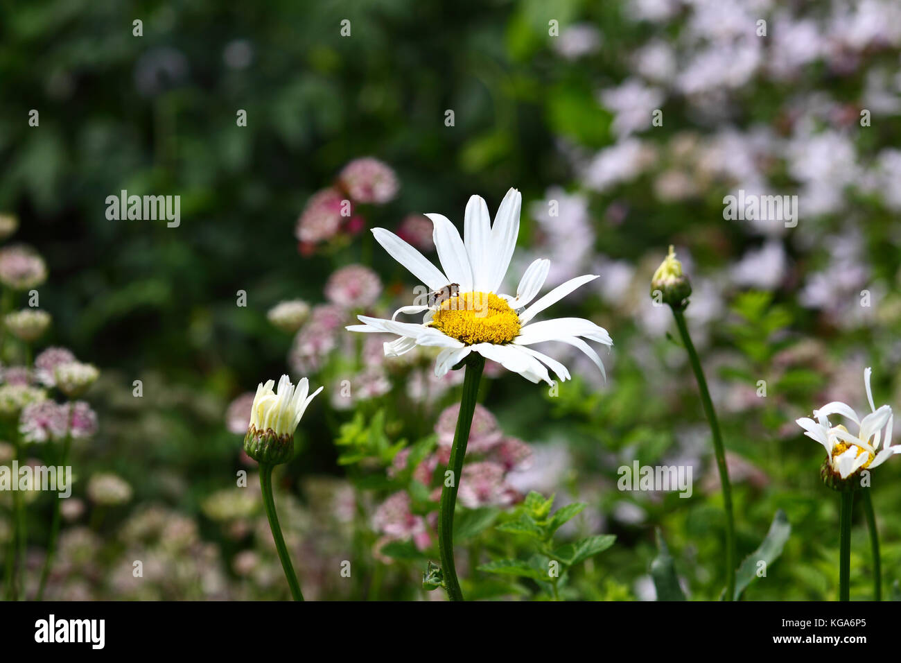 Ox Eye daisy flowers in full bloom Stock Photo - Alamy